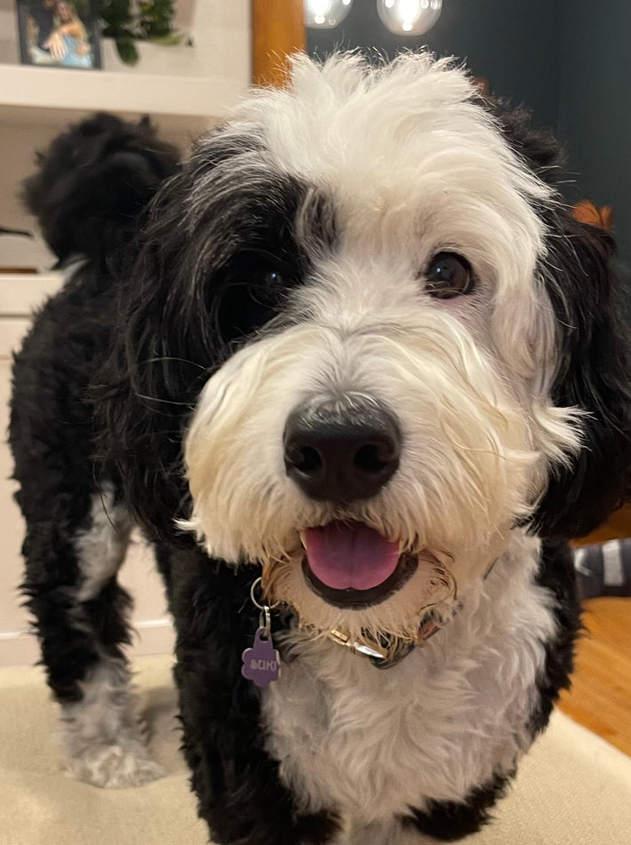 Pet Pasta is a delicious AND nutritious dog treat, topper or balancer!